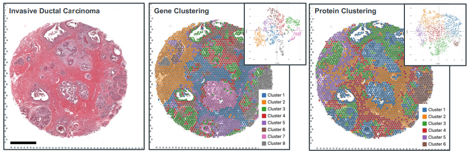 See tissue complexity in a new light with simultaneous gene and protein ...